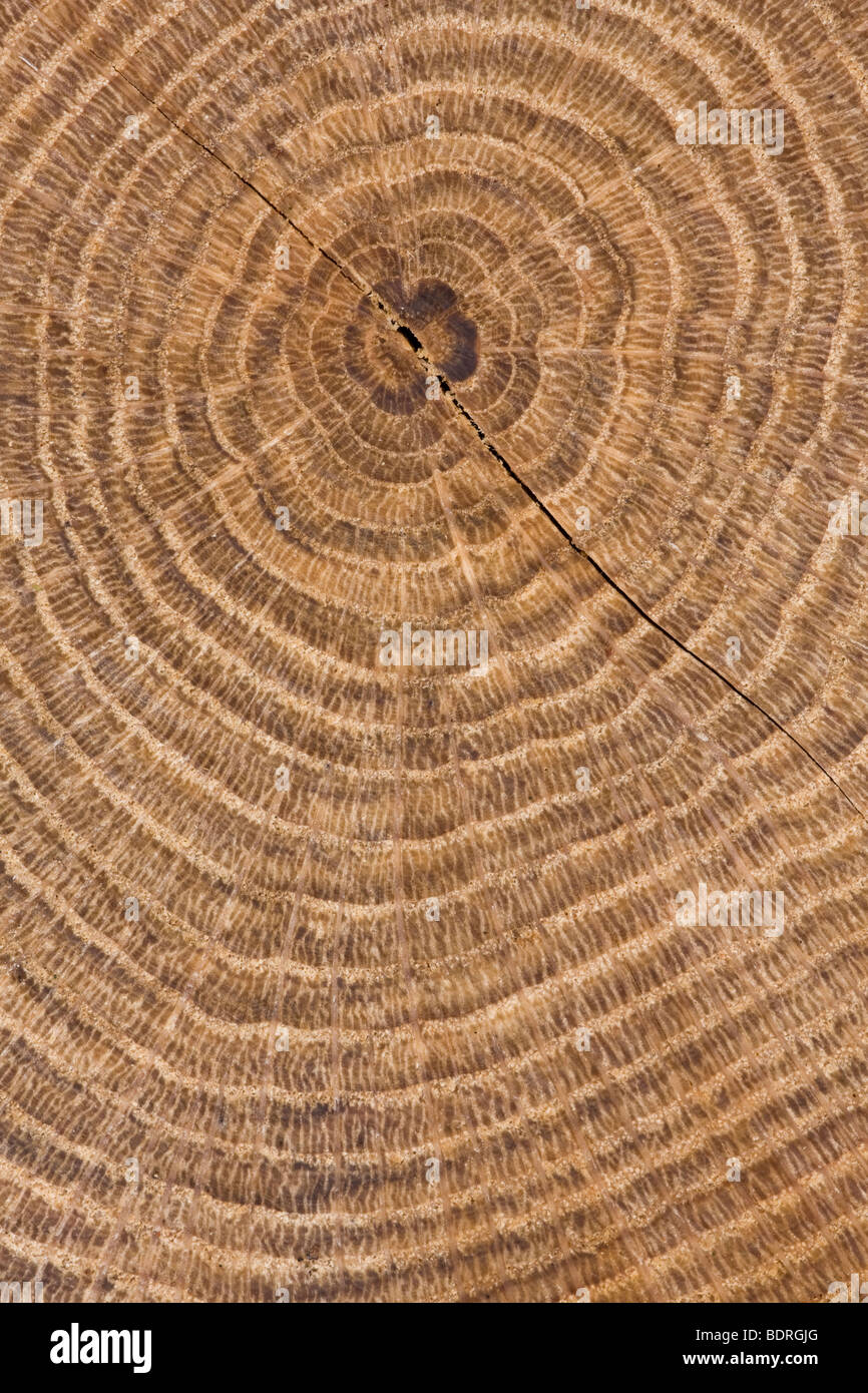 Tree ring hi-res stock photography and images - Alamy