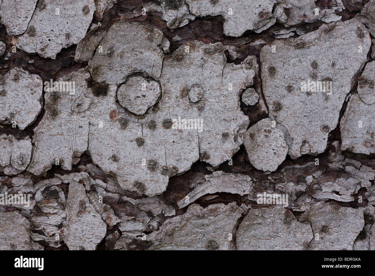 rinde, baum, baumrinde, bark, tree Stock Photo - Alamy