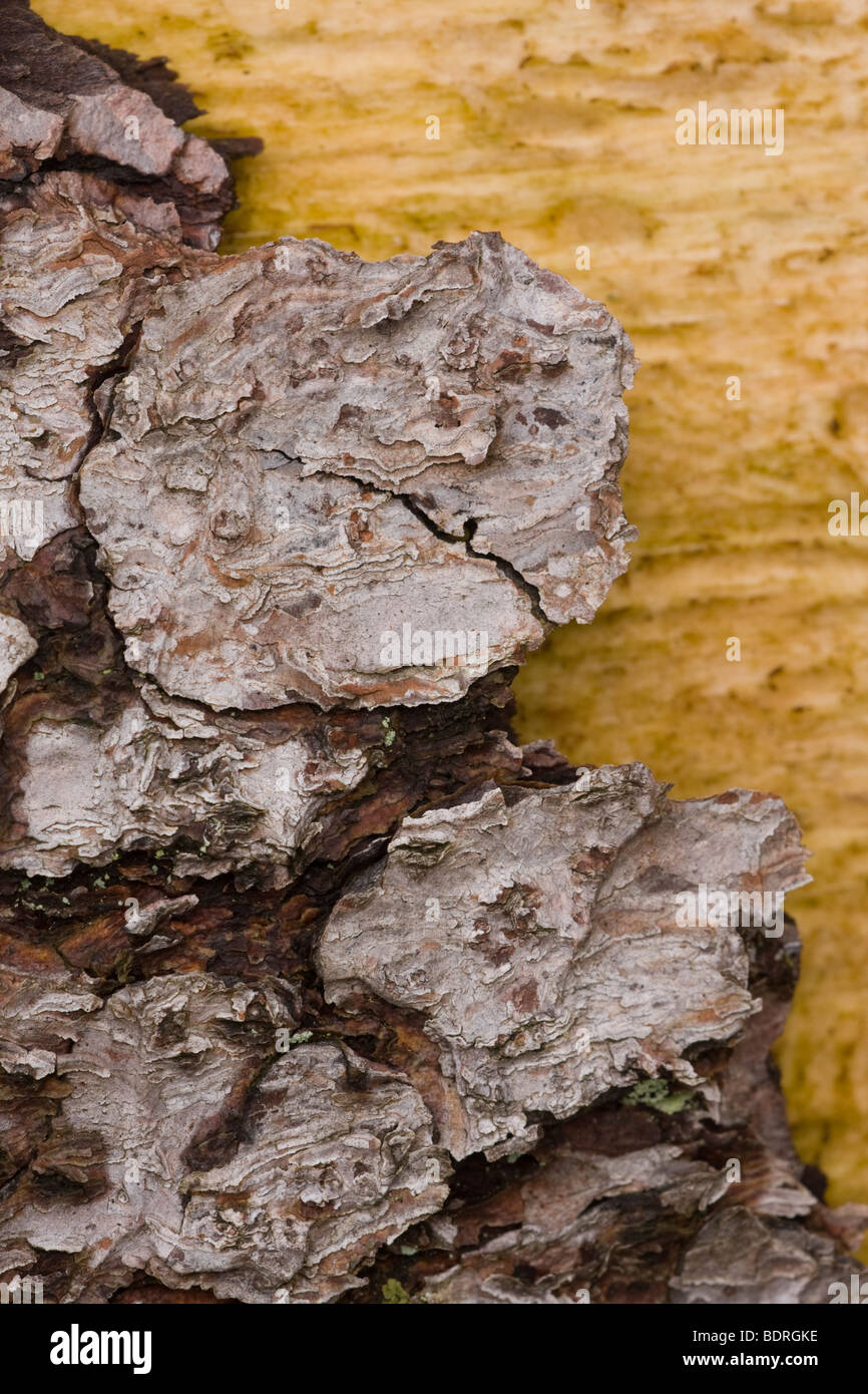baum rinde, baumrinde, bark Stock Photo - Alamy