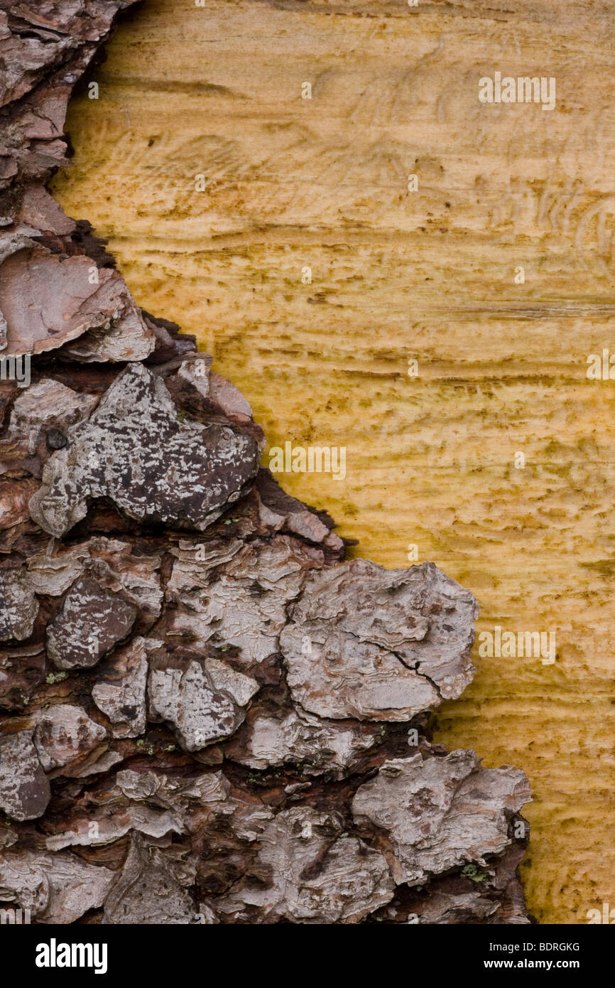 Baumrinde detail hi-res stock photography and images - Alamy