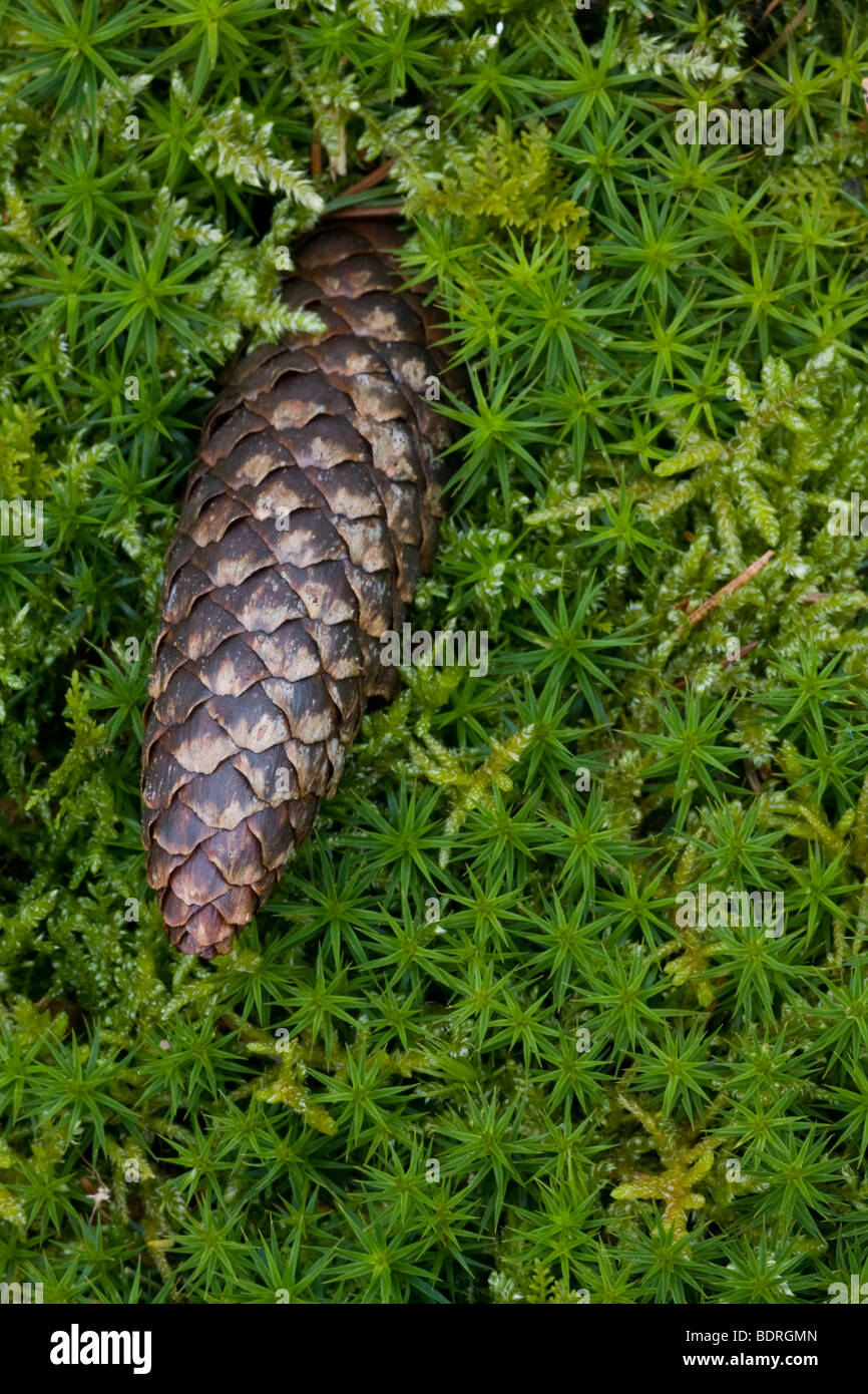 Tannenzapen auf Moos, fir cone, moss Stock Photo - Alamy