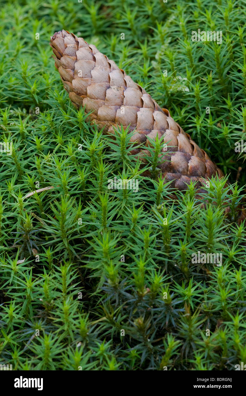 Tannenzapfen hi-res stock photography and images - Alamy