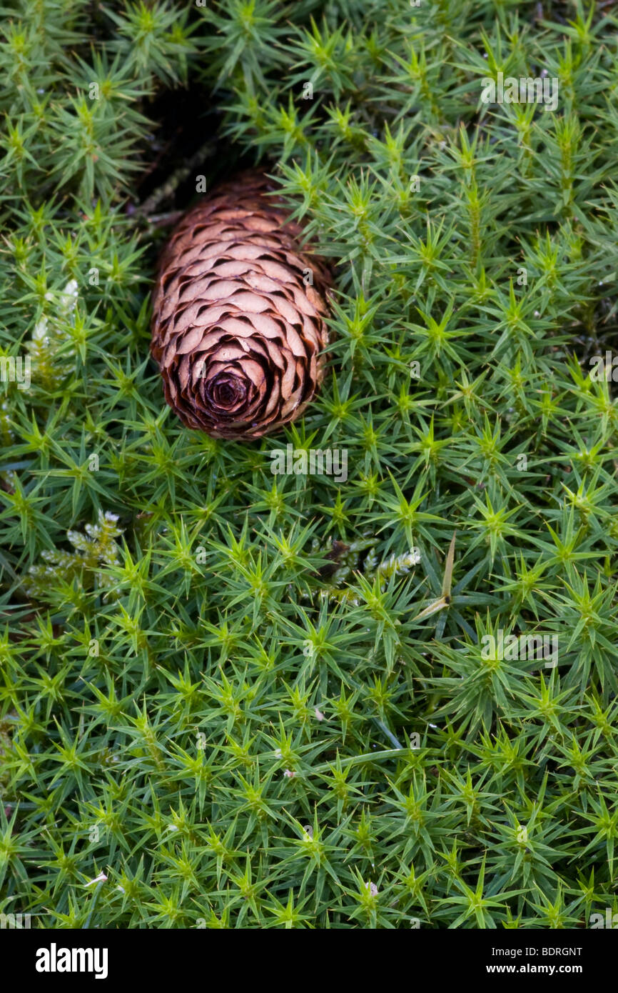 Tannenzapfen auf Moos, fir cone, moss Stock Photo - Alamy