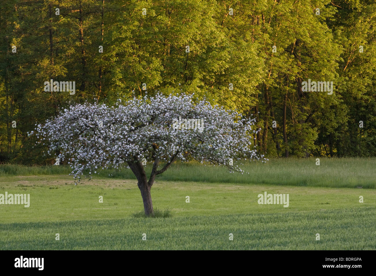 Baum blume hi-res stock photography and images - Alamy