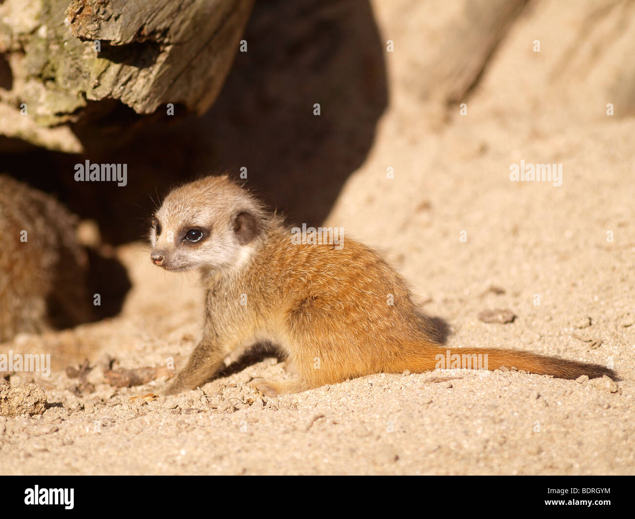 Baby Meerkat, Suricata suricatta Stock Photo - Alamy