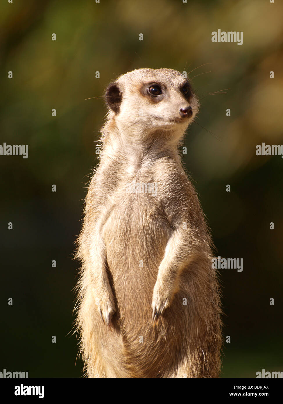 Meerkat, Suricata suricatta Stock Photo - Alamy
