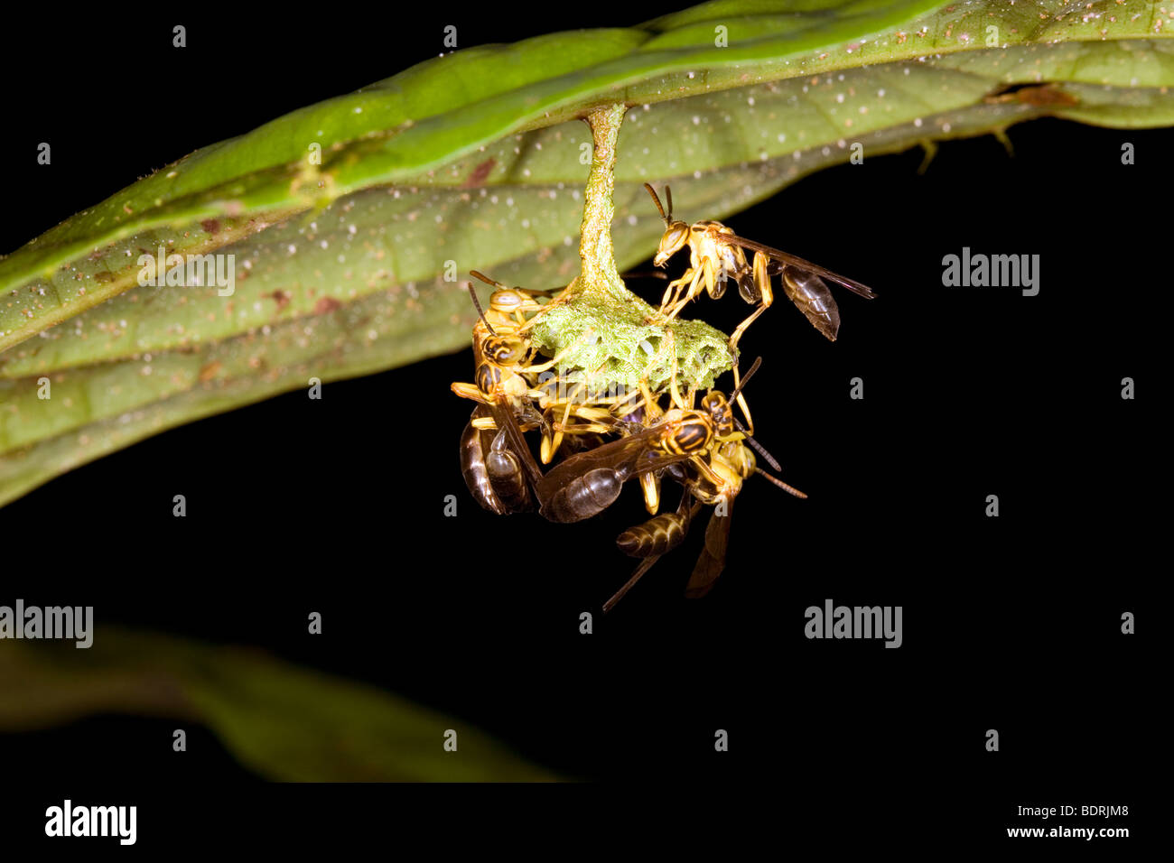 Wasp nest hanging under a leaf in the rainforest understory Stock Photo ...