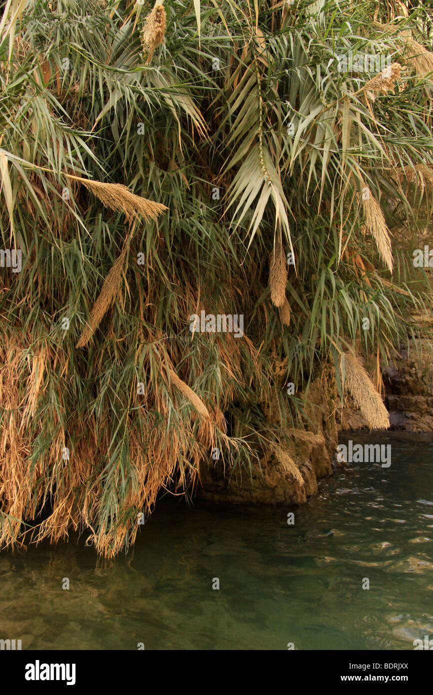 Israel, Judean Desert, David stream in Ein Gedi Stock Photo - Alamy