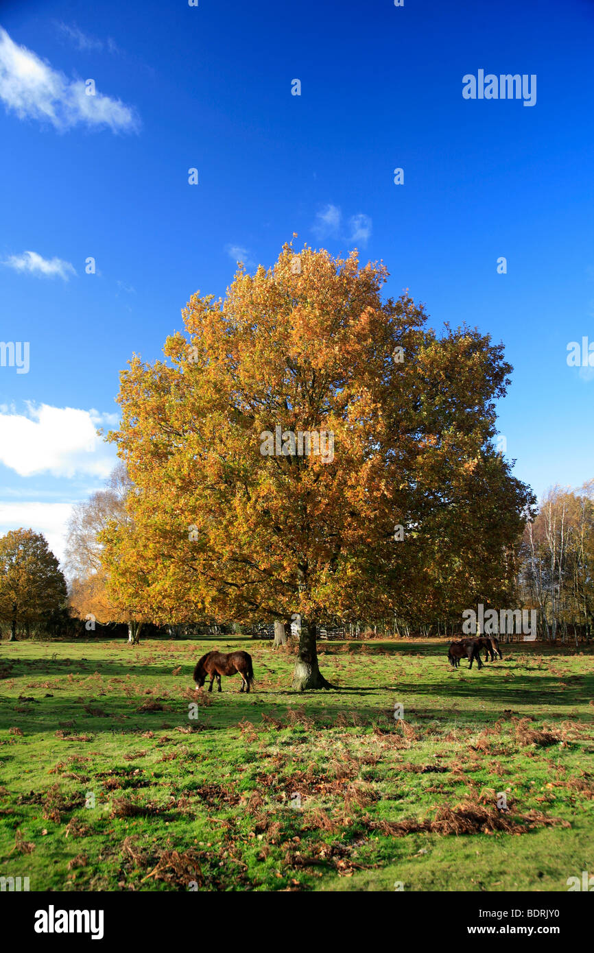 Autumn Oak Trees Quercus robur English Woodland Sherwood Forest ...