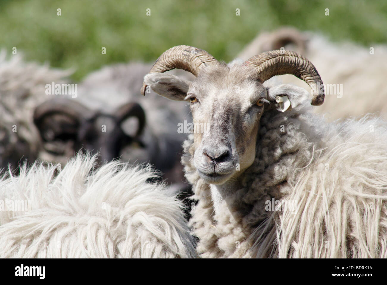 Sheepherder hi-res stock photography and images - Alamy