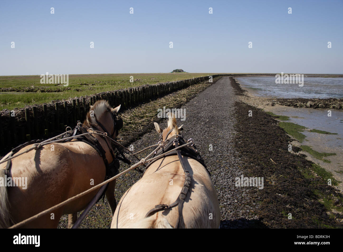 kutschfahrt durchs watt auf der hallig suedfall, pellworm, schleswig ...