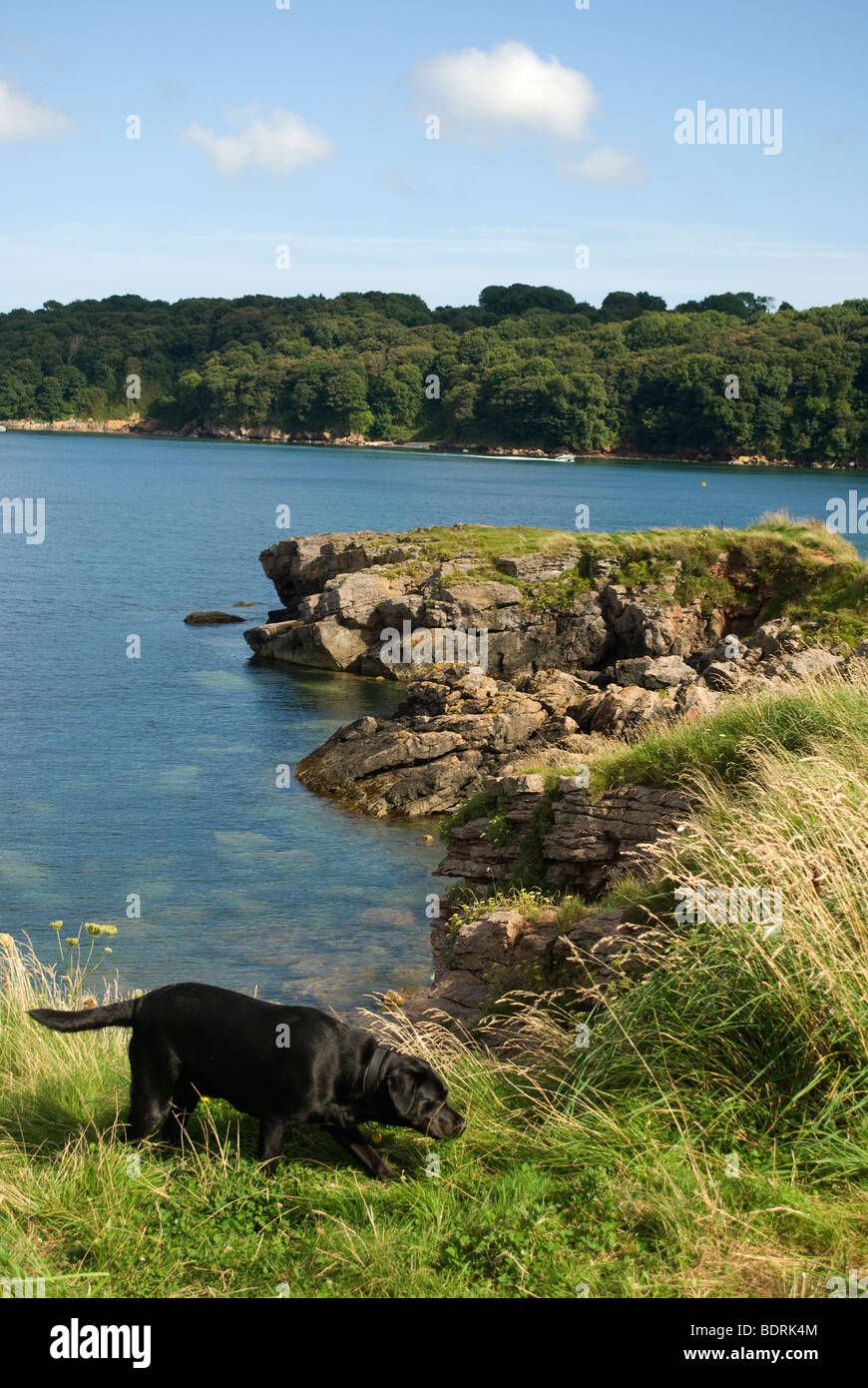 A black labrador walking along the cliffs at elberry cove Stock Photo ...
