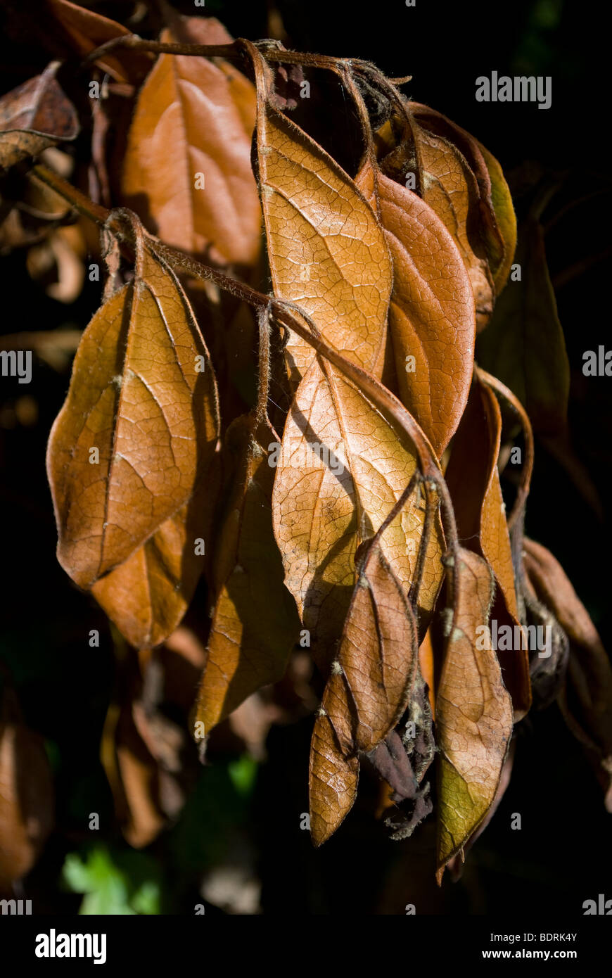 Decaying tree leaves hi-res stock photography and images - Alamy