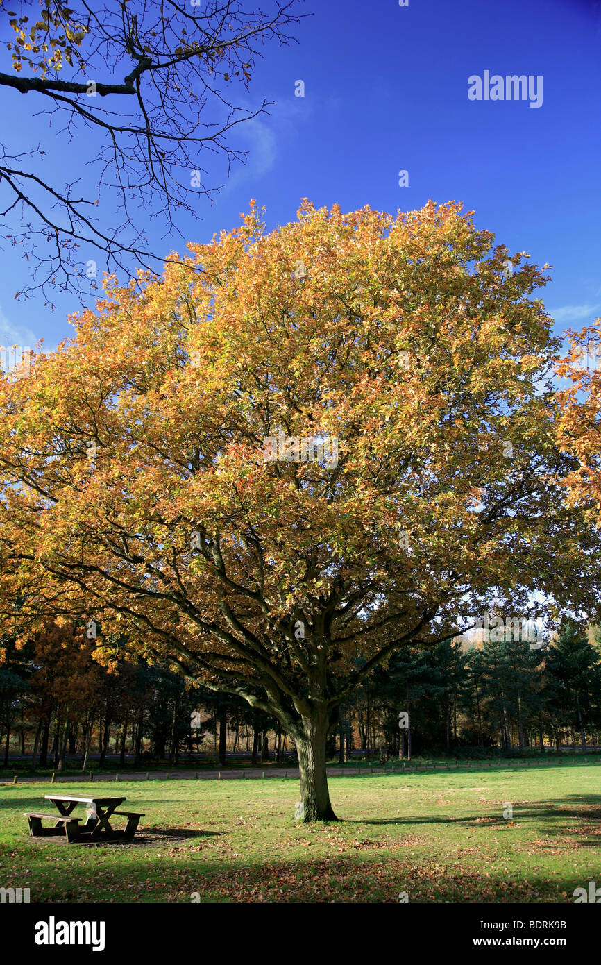Autumn Oak Trees Quercus robur English Woodland Sherwood Forest ...
