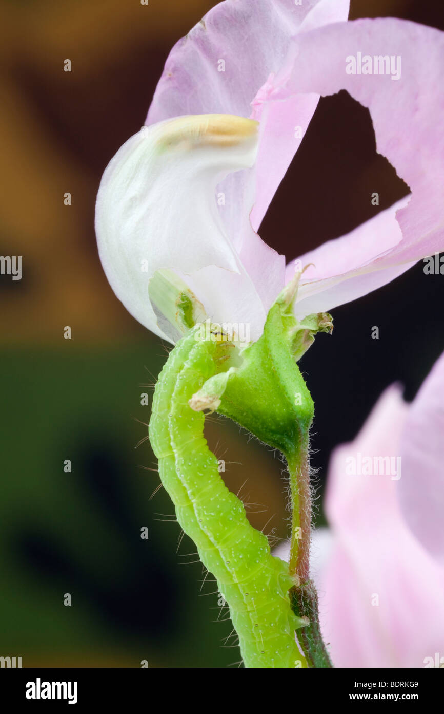 Looper caterpillar hi-res stock photography and images - Alamy