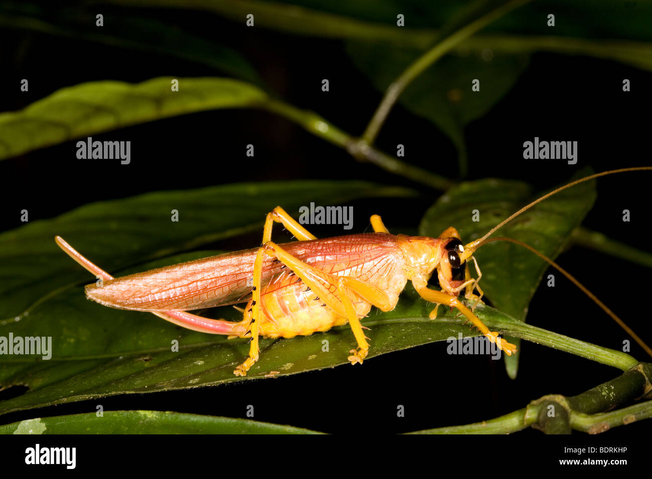 Bush cricket in the rainforest understory, Ecuador Stock Photo - Alamy