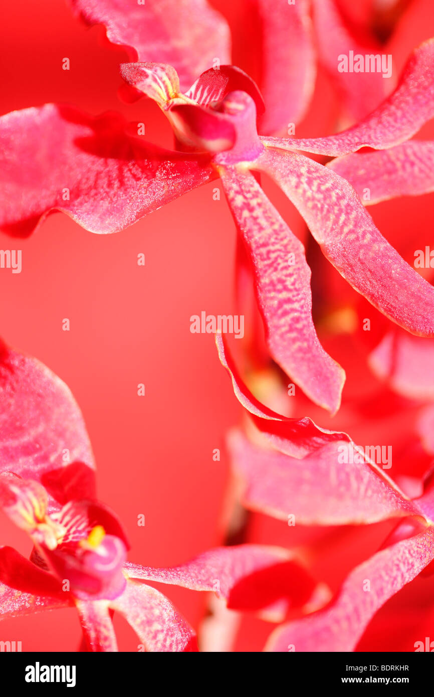 amazing azima mokara orchid - fine art photography Jane-Ann Butler ...