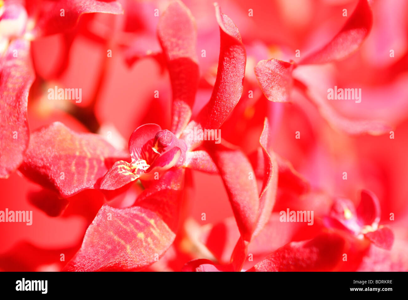 amazing azima mokara orchid - fine art photography Jane-Ann Butler ...