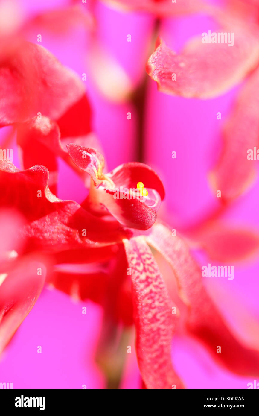 amazing azima mokara orchid - fine art photography Jane-Ann Butler ...