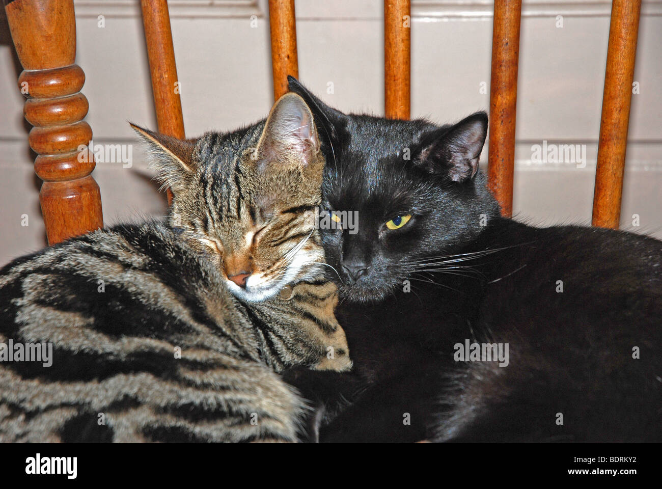 two cats on a chair with heads together Stock Photo - Alamy