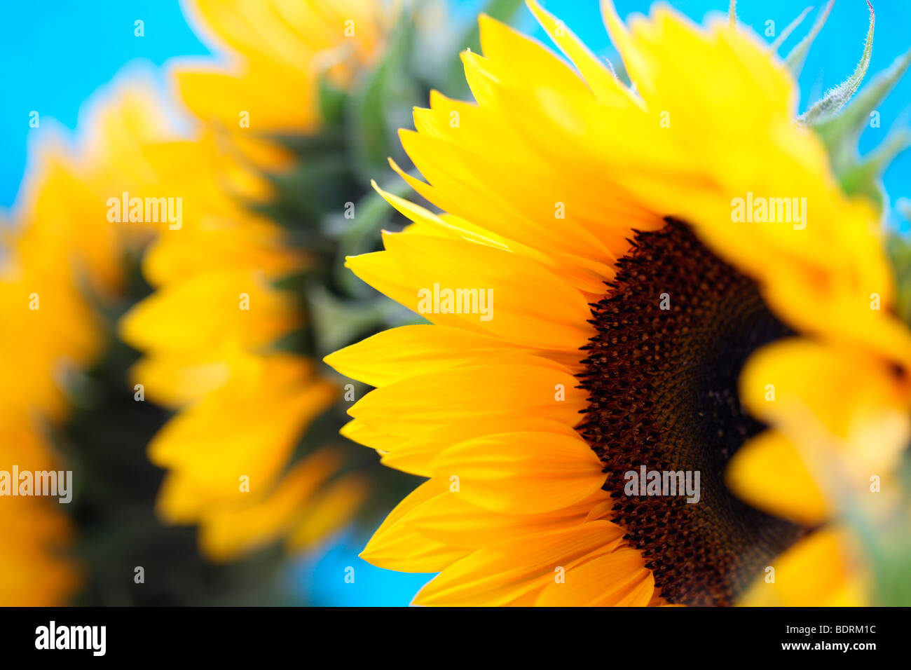 a group of beautiful sunflowers in a contemporary style - fine art ...