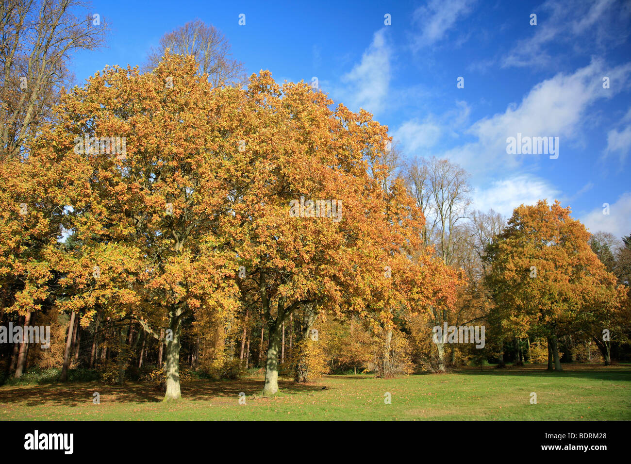 Autumn Oak Trees Quercus robur English Woodland Sherwood Forest ...