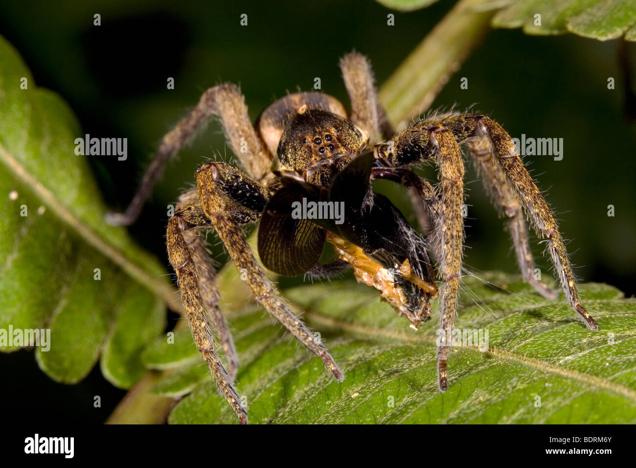 Wandering spider (family ctenidae) feeding in the Ecuadorian Amazon ...