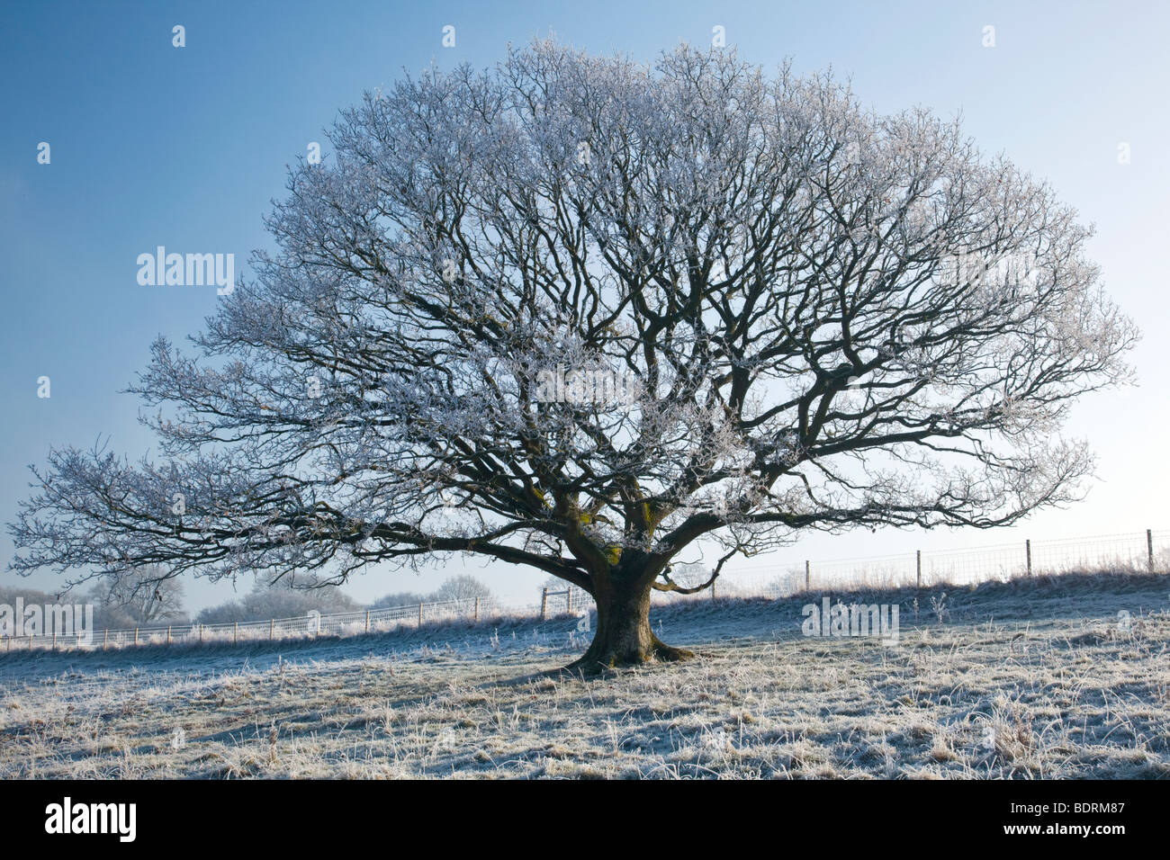 A winter landscape showing a mature oak tree with a hard frost Stock ...