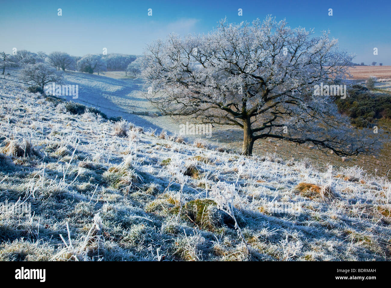 A winter landscape in Wiltshire Downland with a hard frost Stock Photo ...