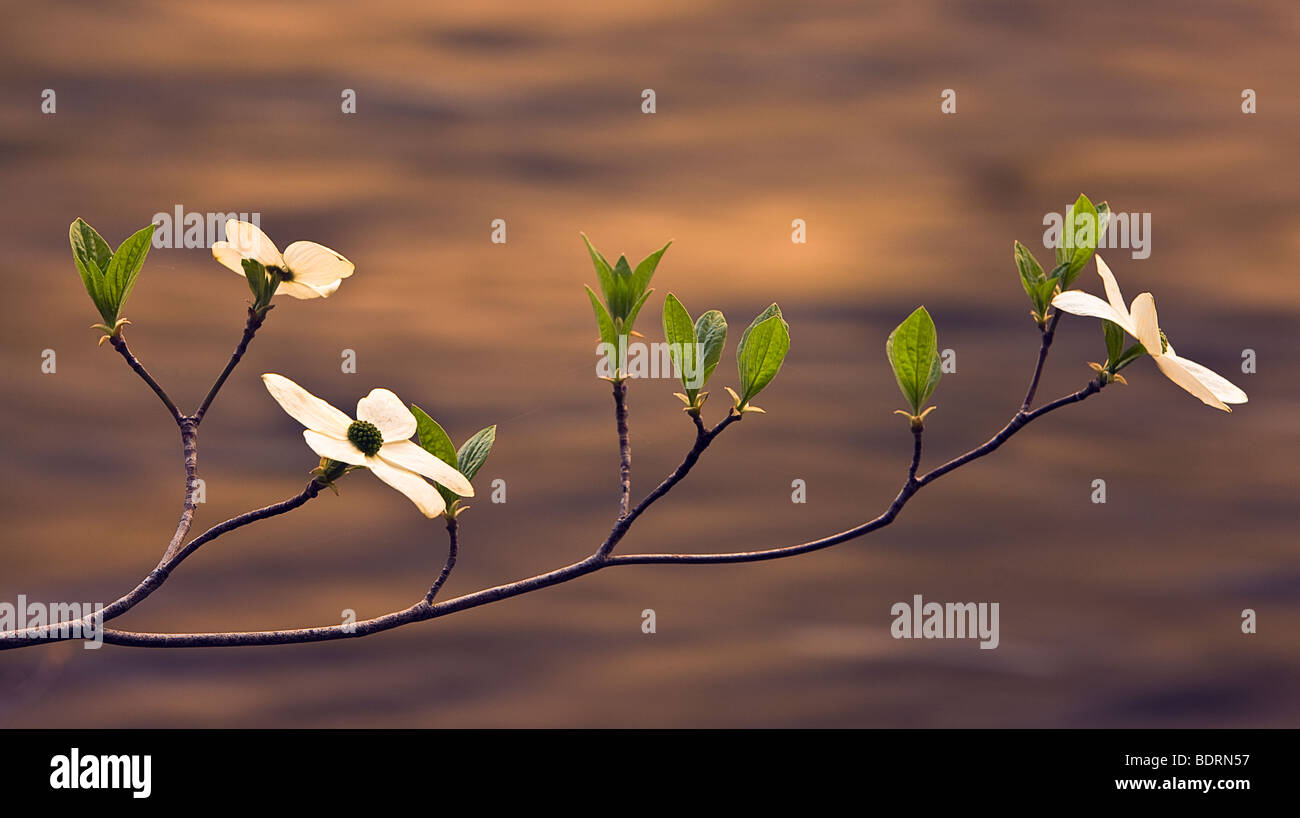 Dogwood waterfall river spring hi-res stock photography and images - Alamy