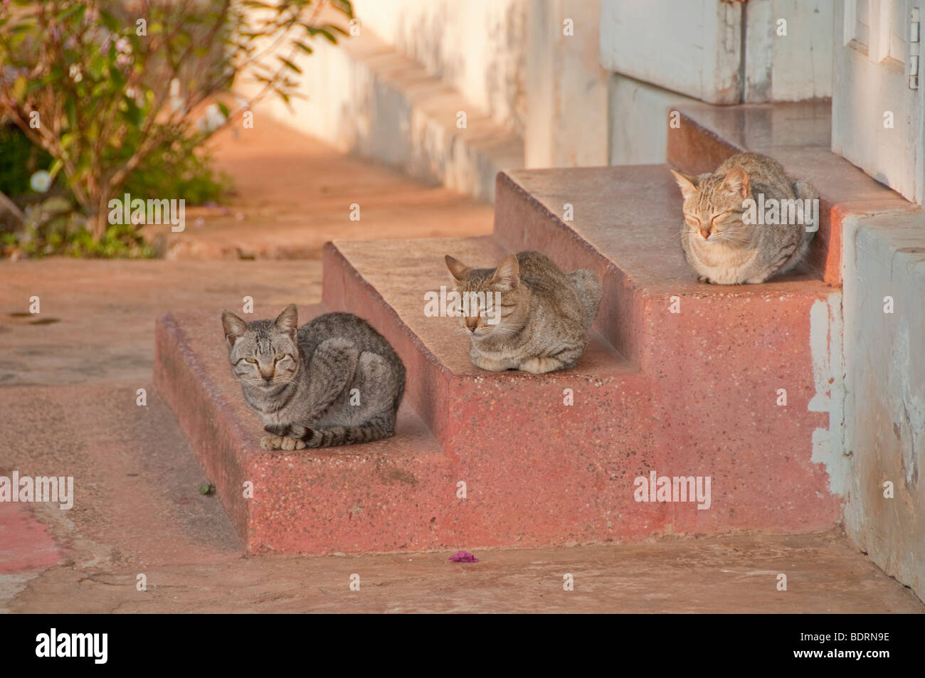 Calico cats hi-res stock photography and images - Alamy