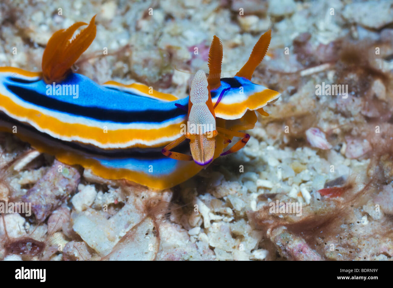 Nudibranch: Chromodoris annae with an emperor shrimp (Periclemenes ...