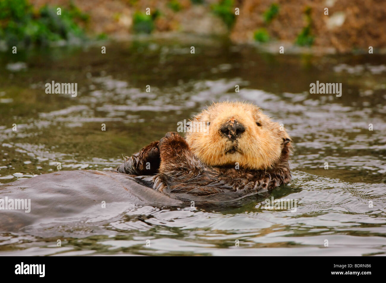 Sea Otter floating on its back while eating along the Pacific Coast of ...