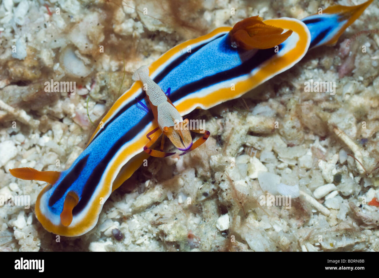 Nudibranch: Chromodoris annae with an emperor shrimp (Periclemenes ...