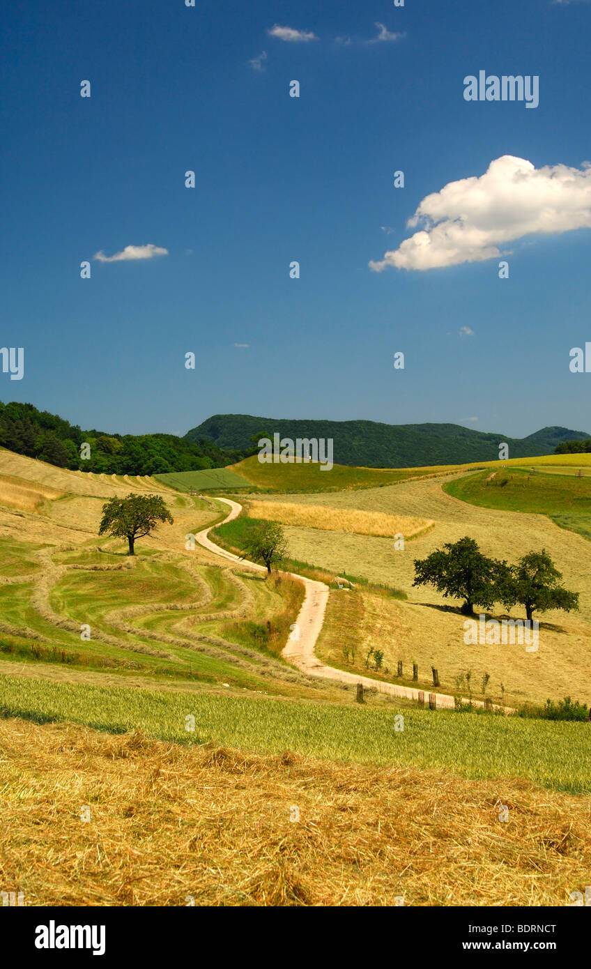 Rolling landscape with corn fields in the Swiss Central Plateau on a ...