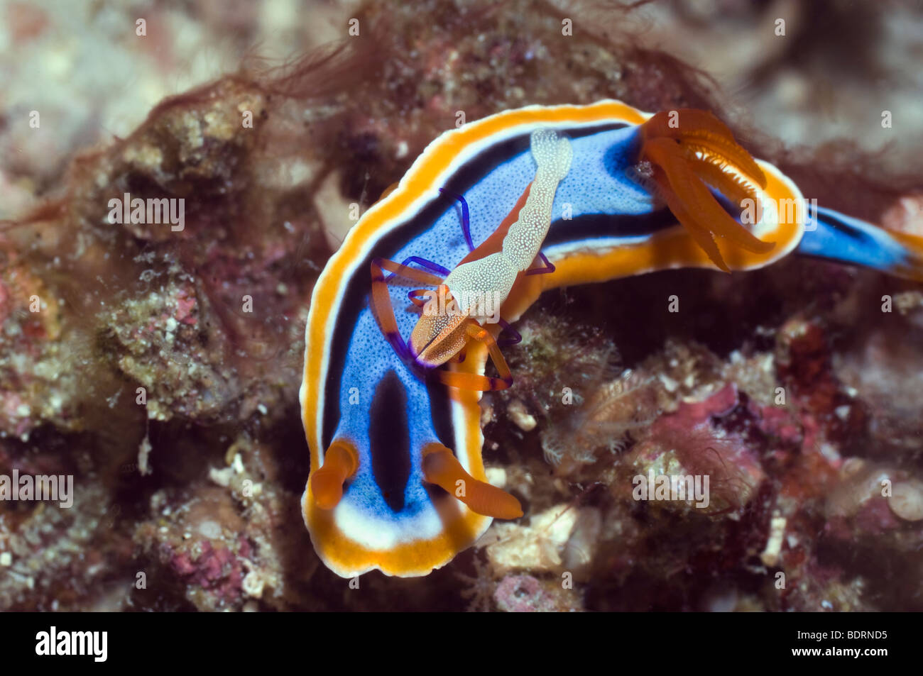 Nudibranch: Chromodoris annae with an emperor shrimp (Periclemenes ...