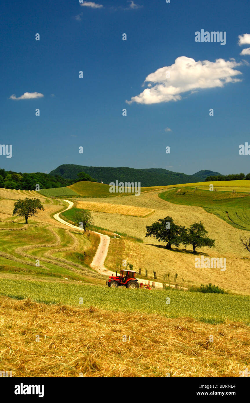 Rolling landscape with corn fields in the Swiss Central Plateau on a ...
