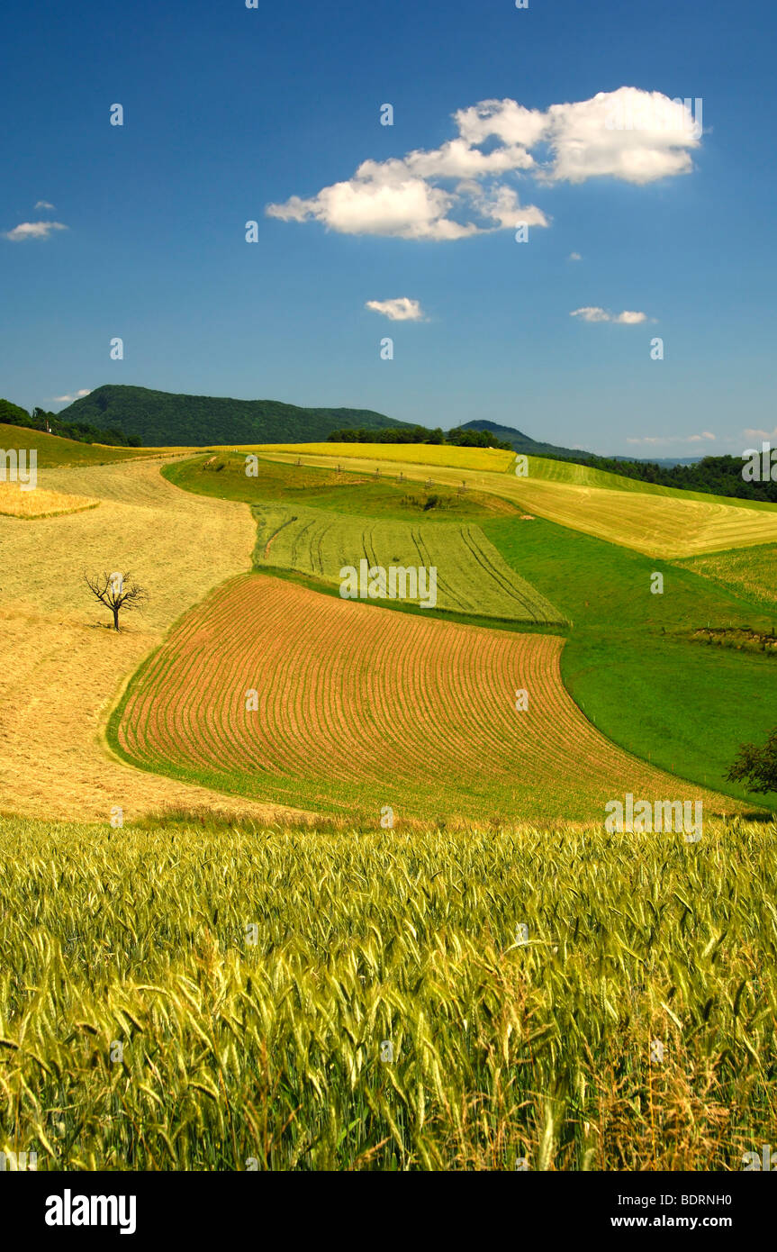 Scenic corn fields hi-res stock photography and images - Alamy
