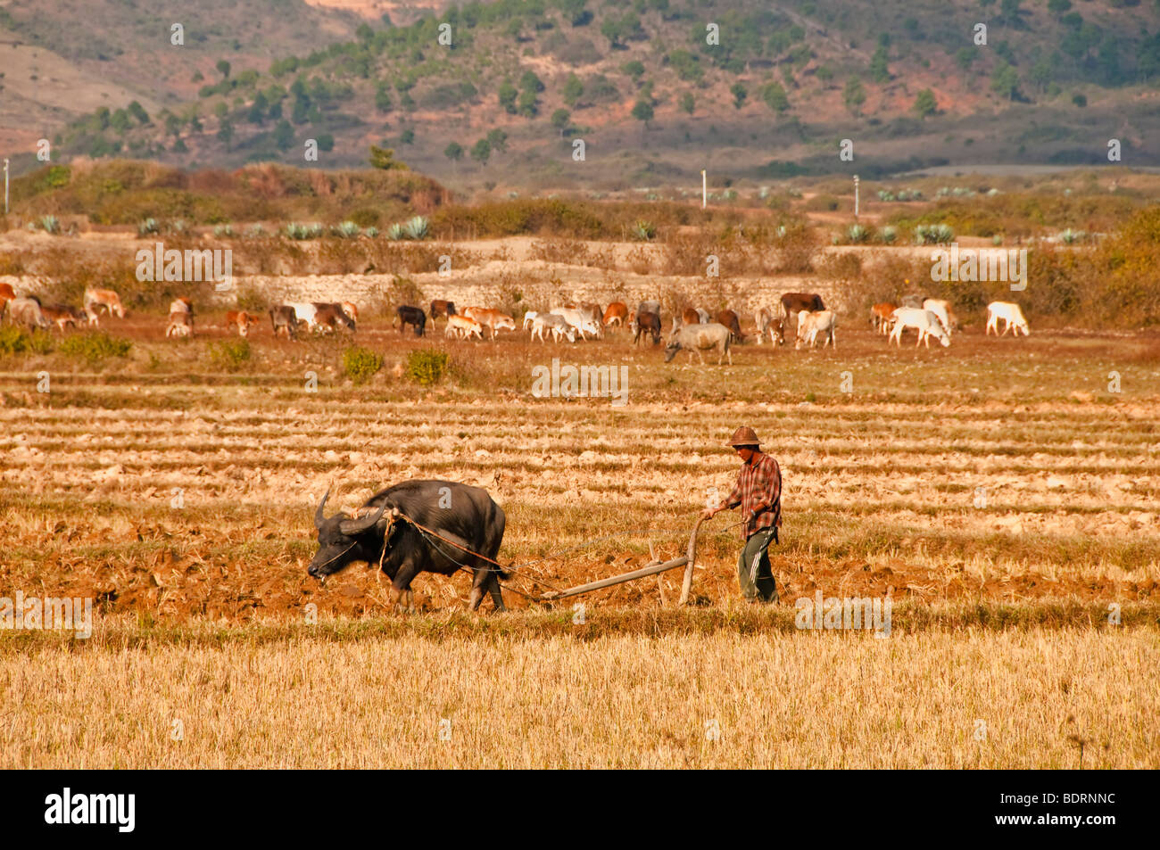 Shan villager plowing his farm field with his ox and by hand in the ...