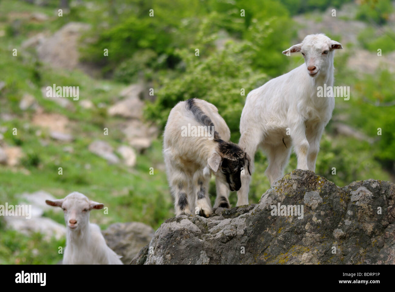 Three goatlings in the mountain Stock Photo - Alamy