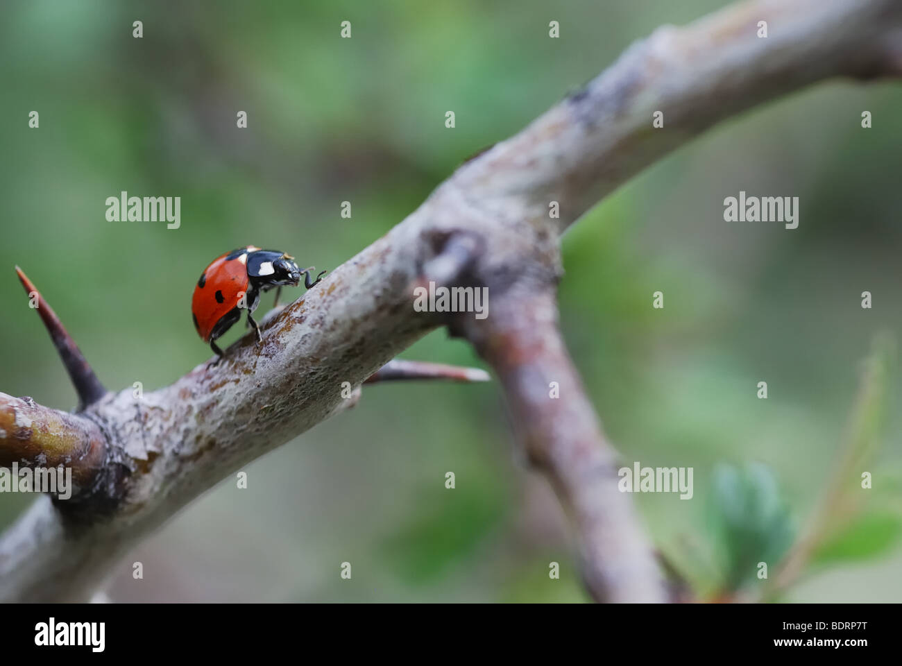 Ladybug on a branch Stock Photo - Alamy