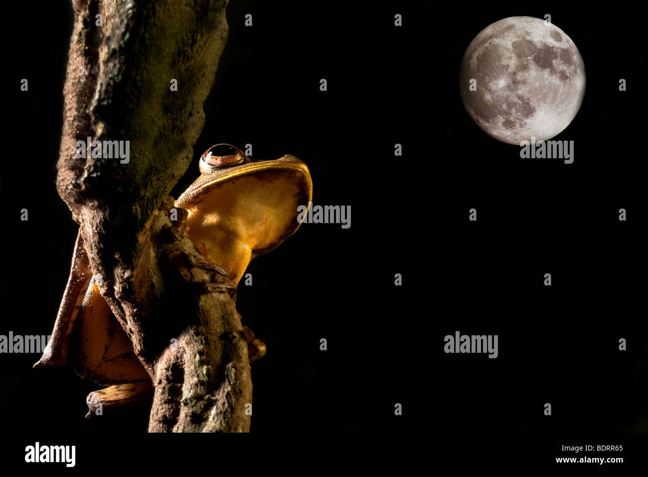 Geograficus hi-res stock photography and images - Alamy