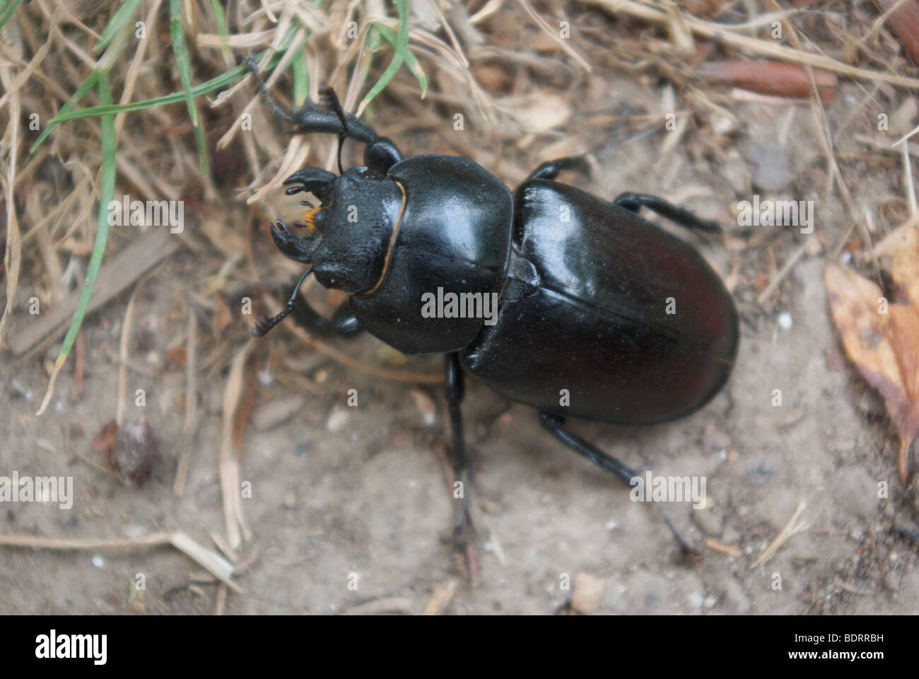 Stag beetle in woodland Stock Photo - Alamy