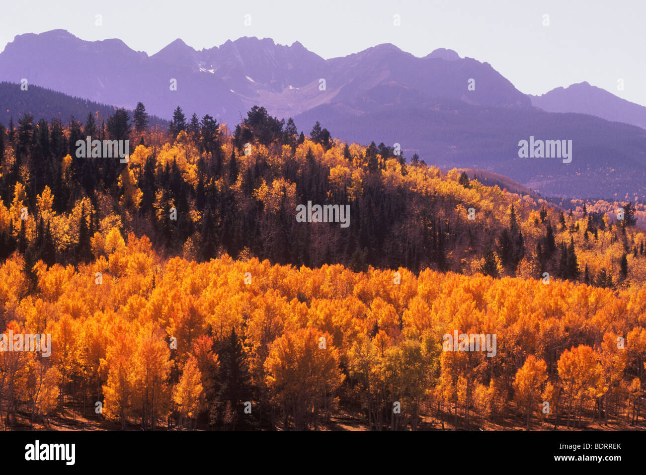 fall aspen, Sneffels Range, San Juan Mountains, Colorado Stock Photo ...