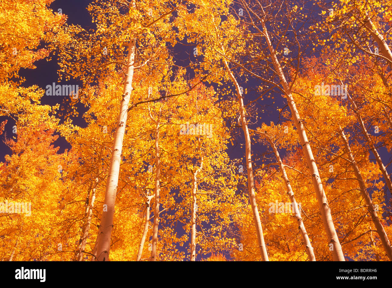 fall aspen, (Populus tremuloides), Sneffels Range, San Juan Mountains ...