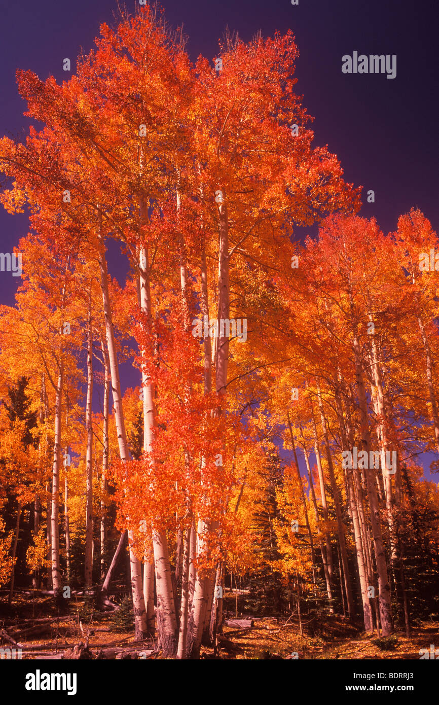 fall aspen, (Populus tremuloides), Sneffels Range, San Juan Mountains ...