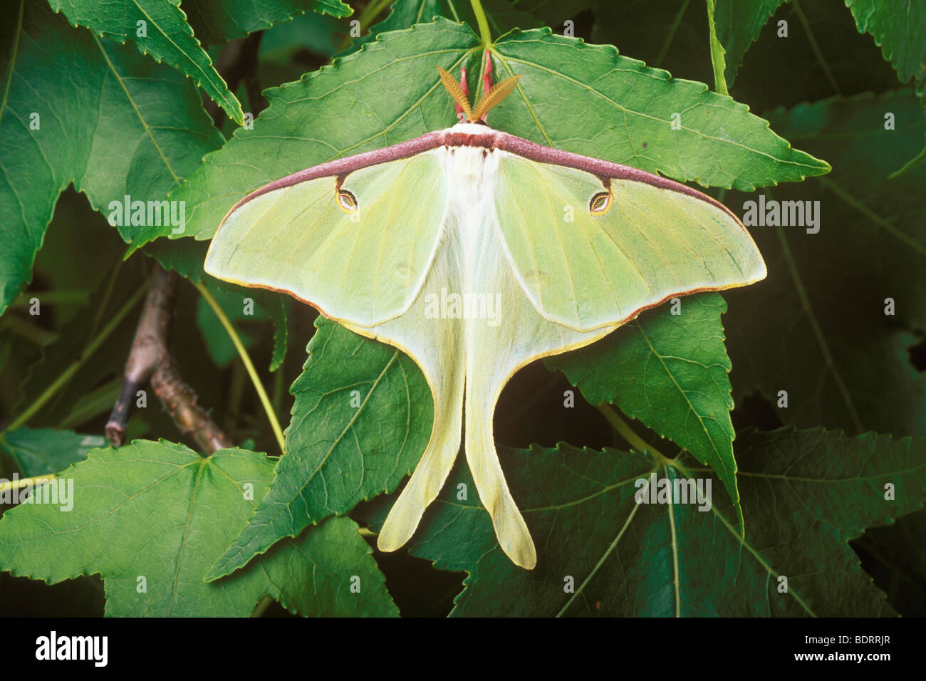 male Luna Moth (captive), Actias luna, on sweetgum tree Stock Photo ...