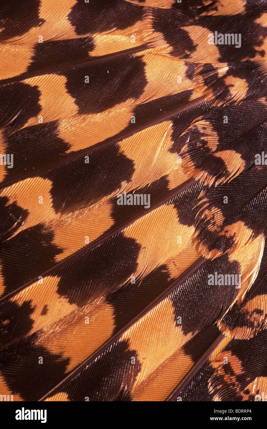 wing feathers of common poorwill, San Rafael Mountains near Santa ...