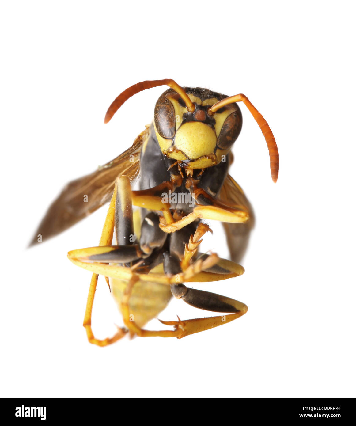 Hornet hi-res stock photography and images - Alamy