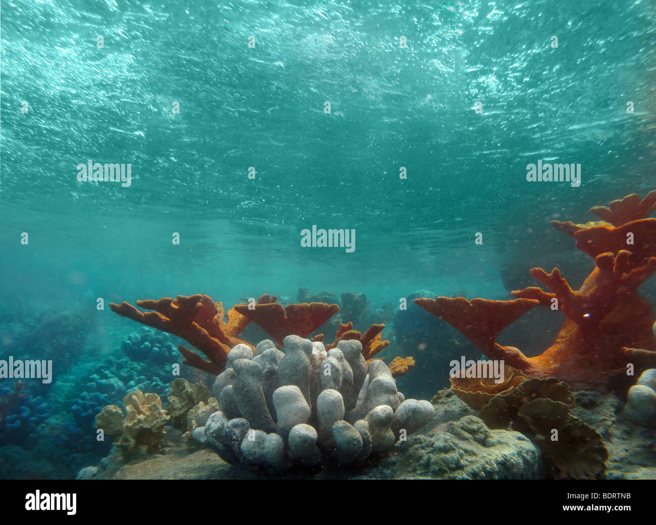 Underwater View of the Ocean With LIght Shining Through the Waves Stock ...